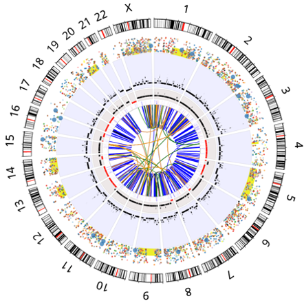 The chaotic genome of ovarian cancer – The Semple Lab